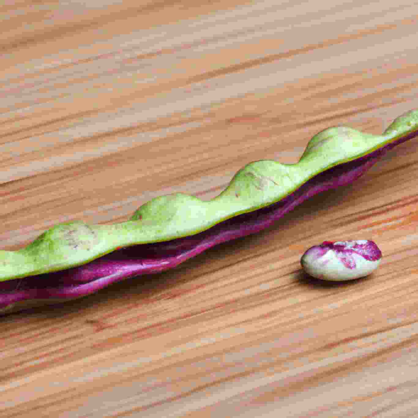 Roman Bean - Plant-based Ingredient Index - Chakra Restaurant NYC