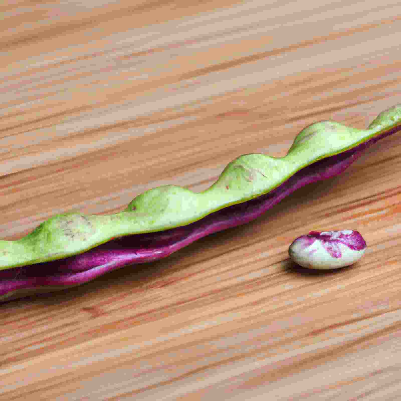 Roman Bean - Plant-based Ingredient Index - Chakra Restaurant NYC