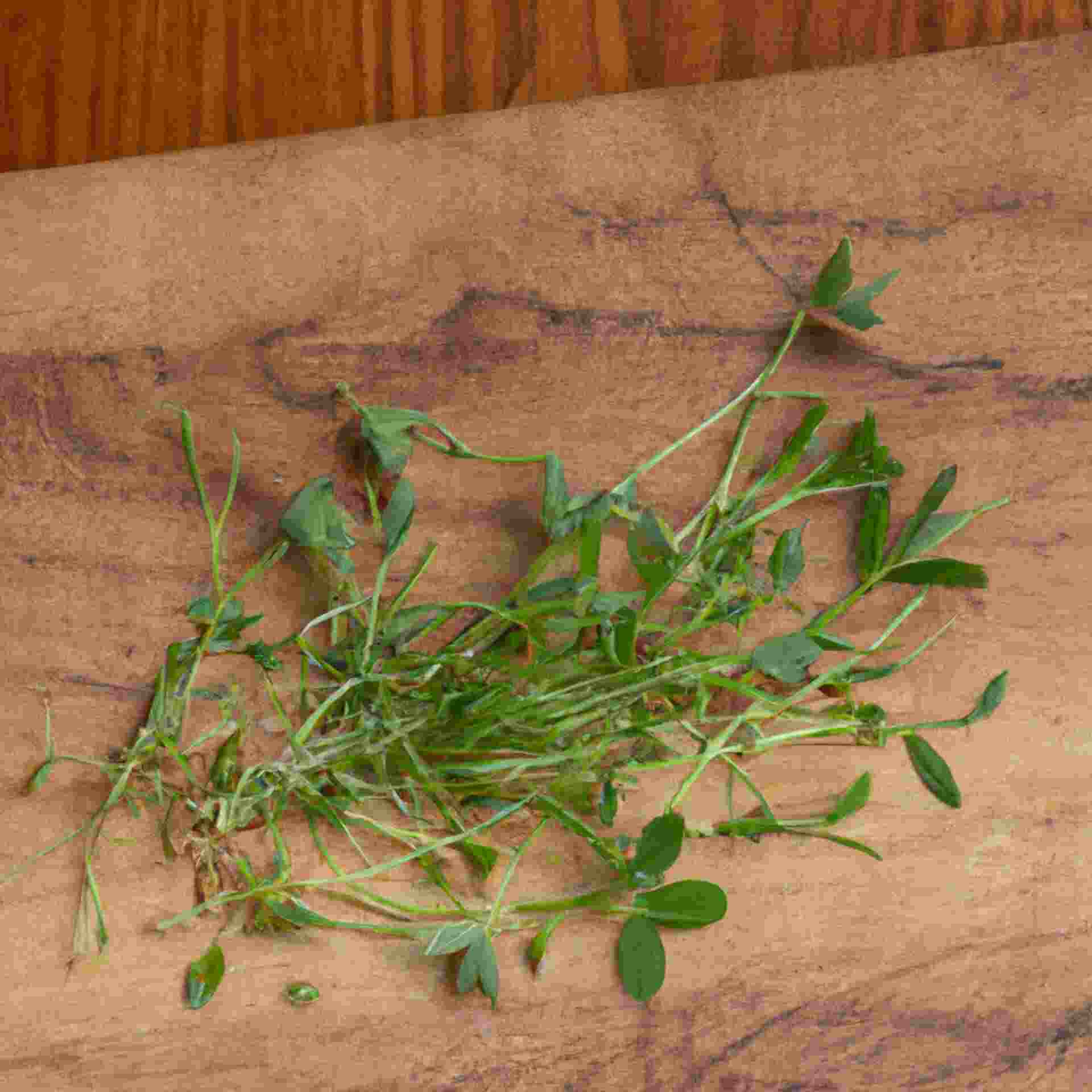 Alfalfa - Plant-based Ingredient Index - Chakra Vegan Restaurant - NYC