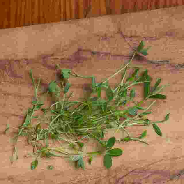 Alfalfa - Plant-based Ingredient Index - Chakra Vegan Restaurant - NYC
