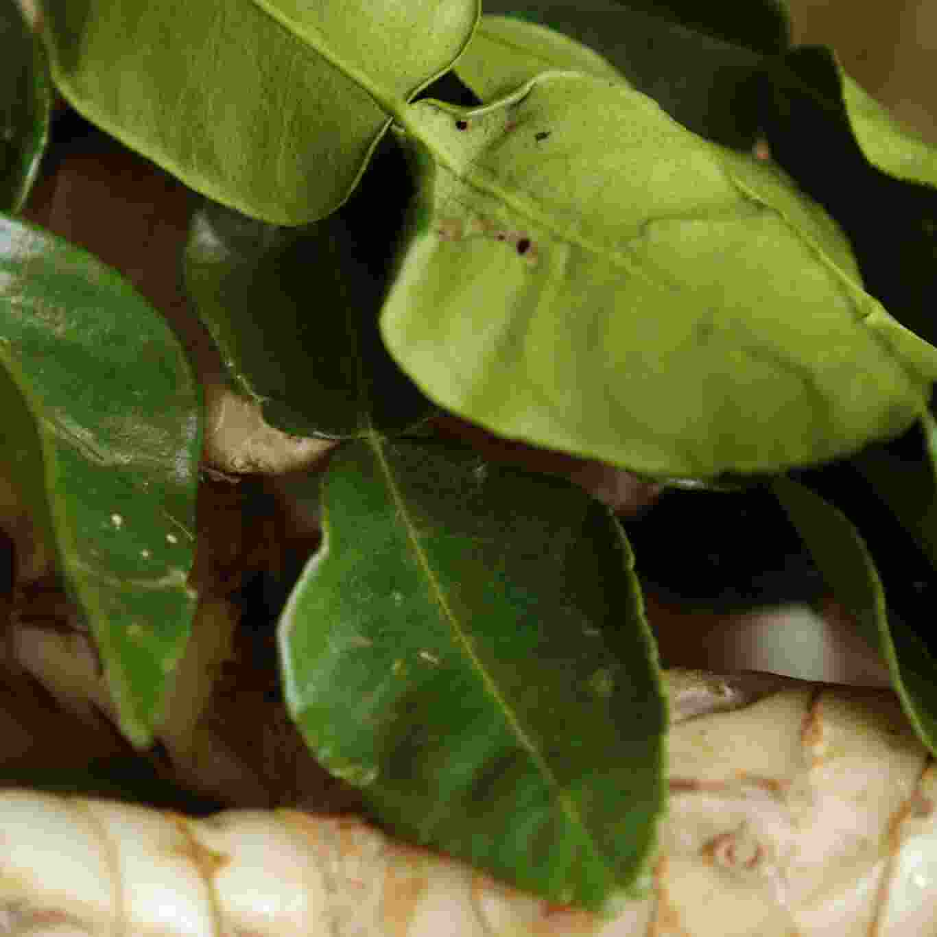 Kaffir Lime Leaves - Plant-based Ingredient Index - Chakra Vegan ...